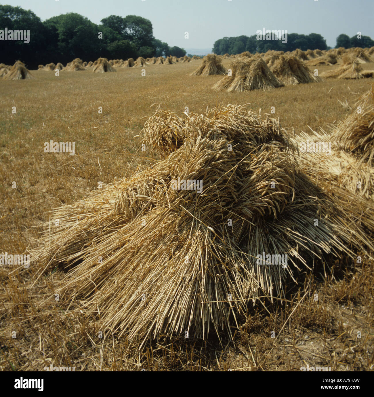 Thatch Thatched Thatching High Resolution Stock Photography and Images ...