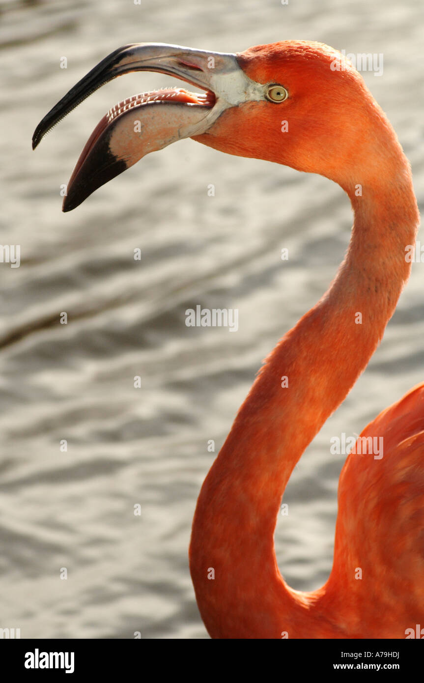 Flamingo calling to others Stock Photo - Alamy