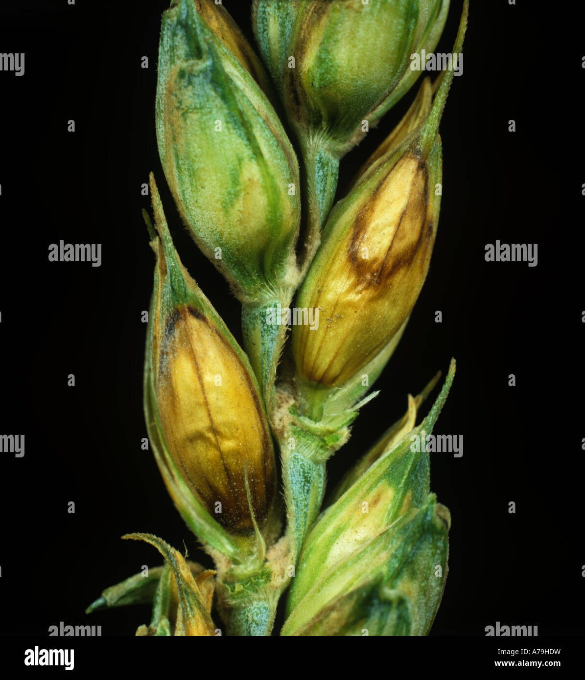 Grey mould Botrytis cinerea lesions on grains in green wheat ear Stock ...