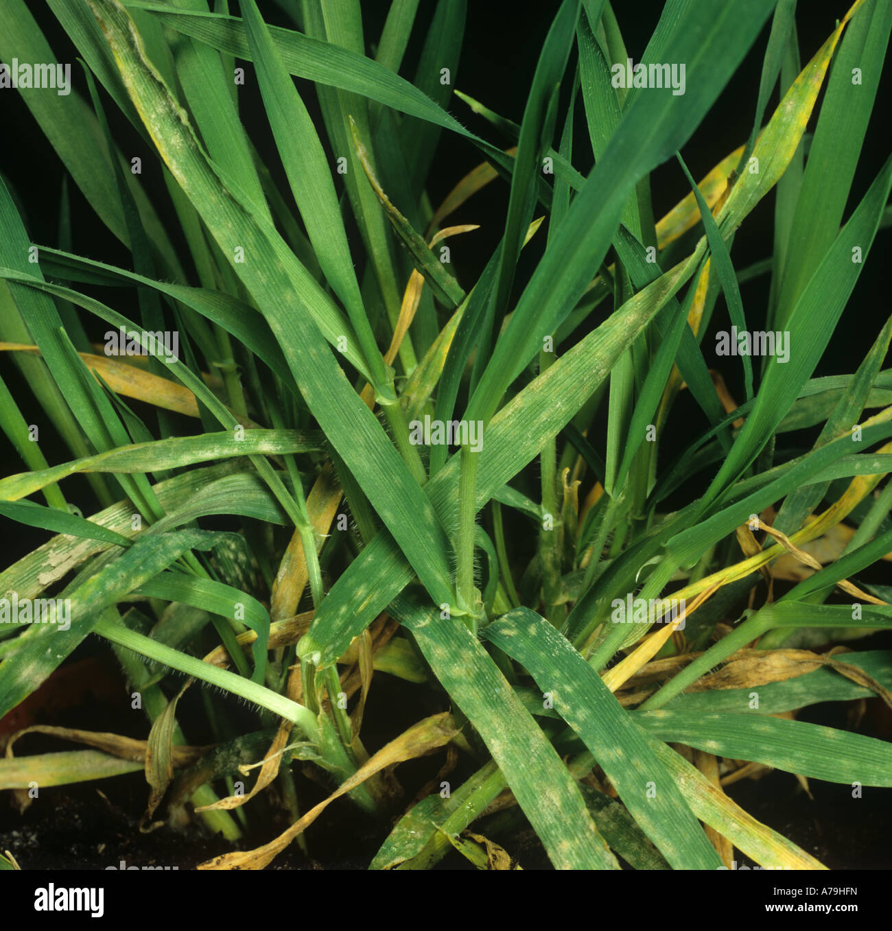 Erysiphe Graminis High Resolution Stock Photography and Images - Alamy