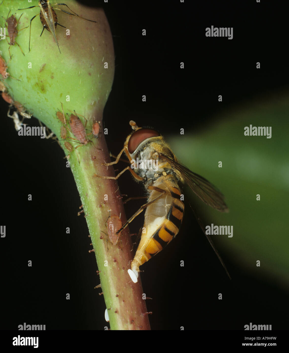 Marmalade hoverfly Episyrphus balteatus laying her eggs among rose ...