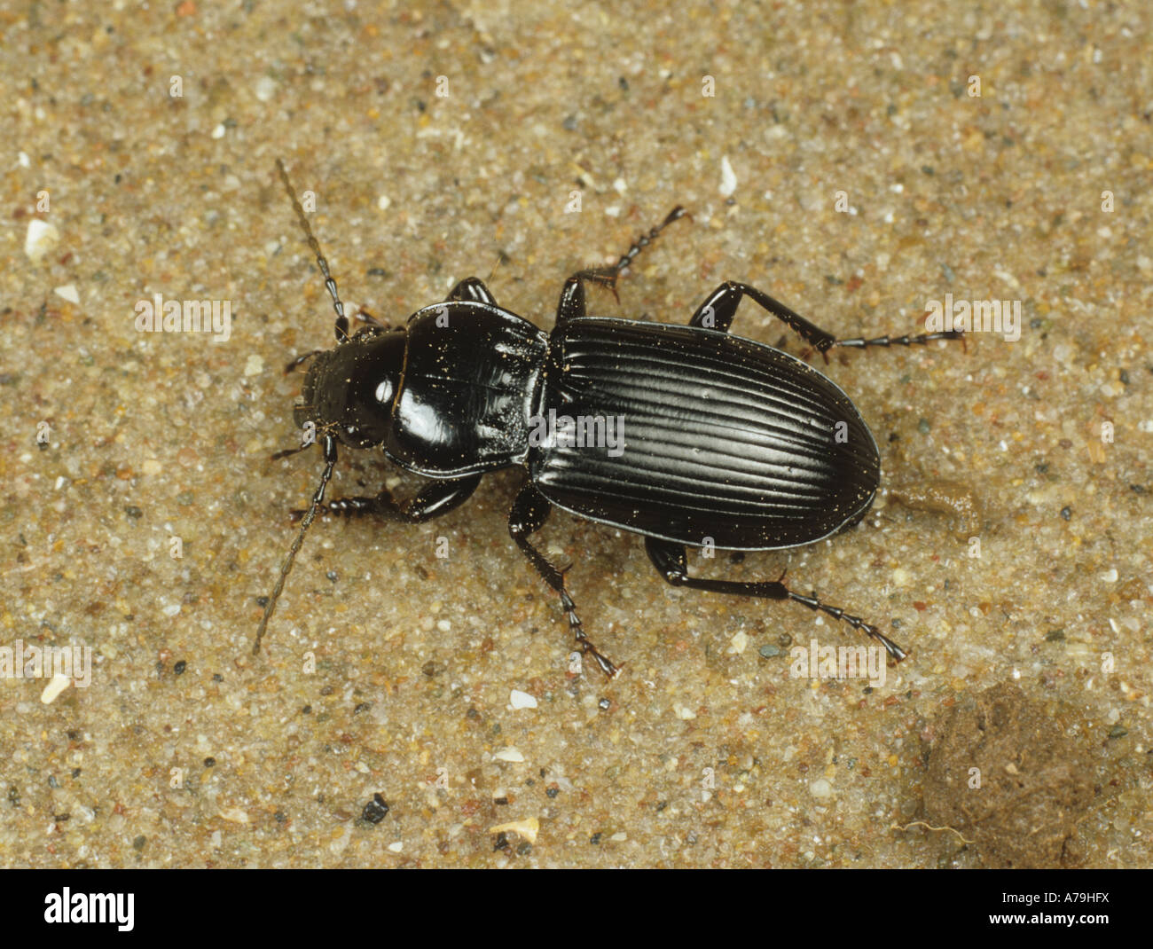 Pterostichus melanarius hi-res stock photography and images - Alamy
