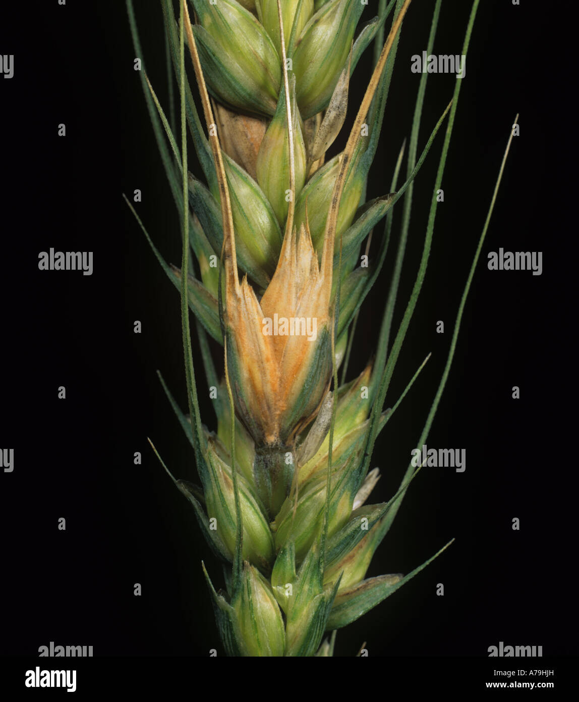 Bearded Wheat Stock Photos & Bearded Wheat Stock Images - Alamy