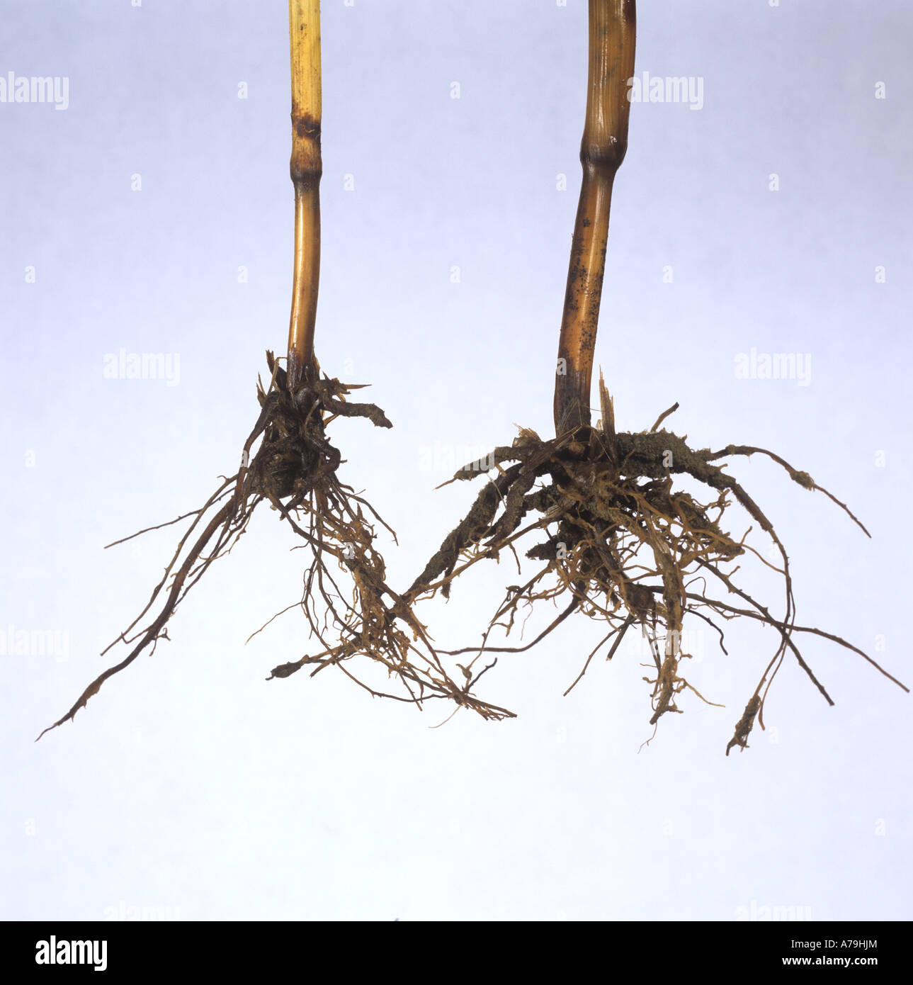Take all Gaeumannomyces graminis diseased wheat roots Stock Photo - Alamy