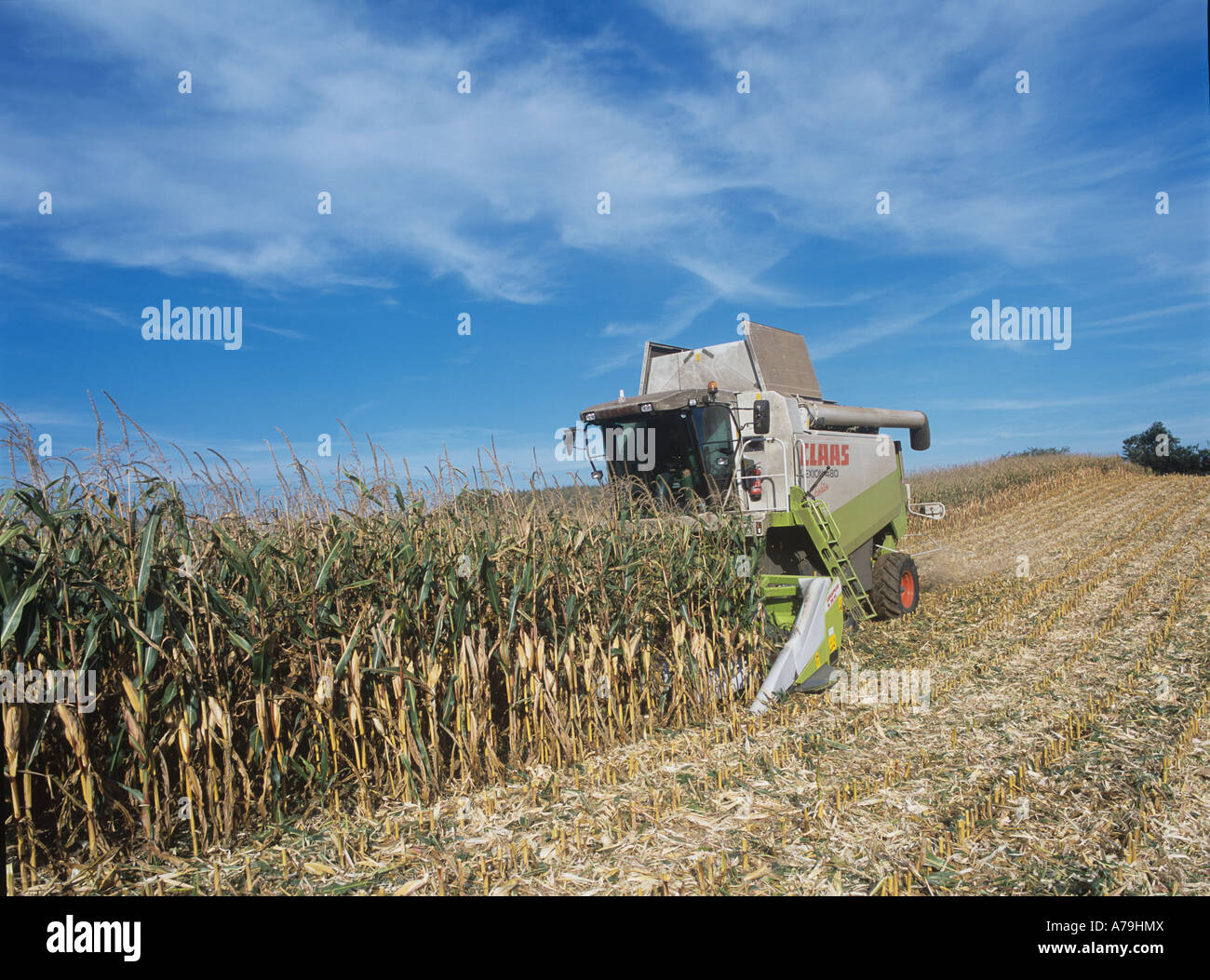 Claas combine harvesting forage maize crop Devon Stock Photo - Alamy