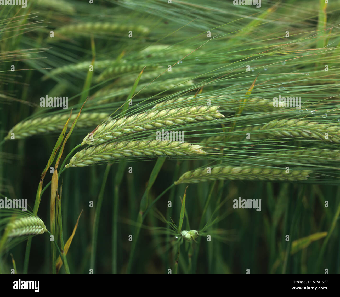 Unripe barley hi-res stock photography and images - Alamy