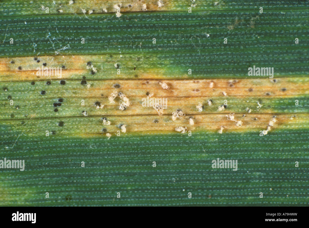 Septoria leaf spot Septoria tritici lesions pycnidia spores on a Stock ...