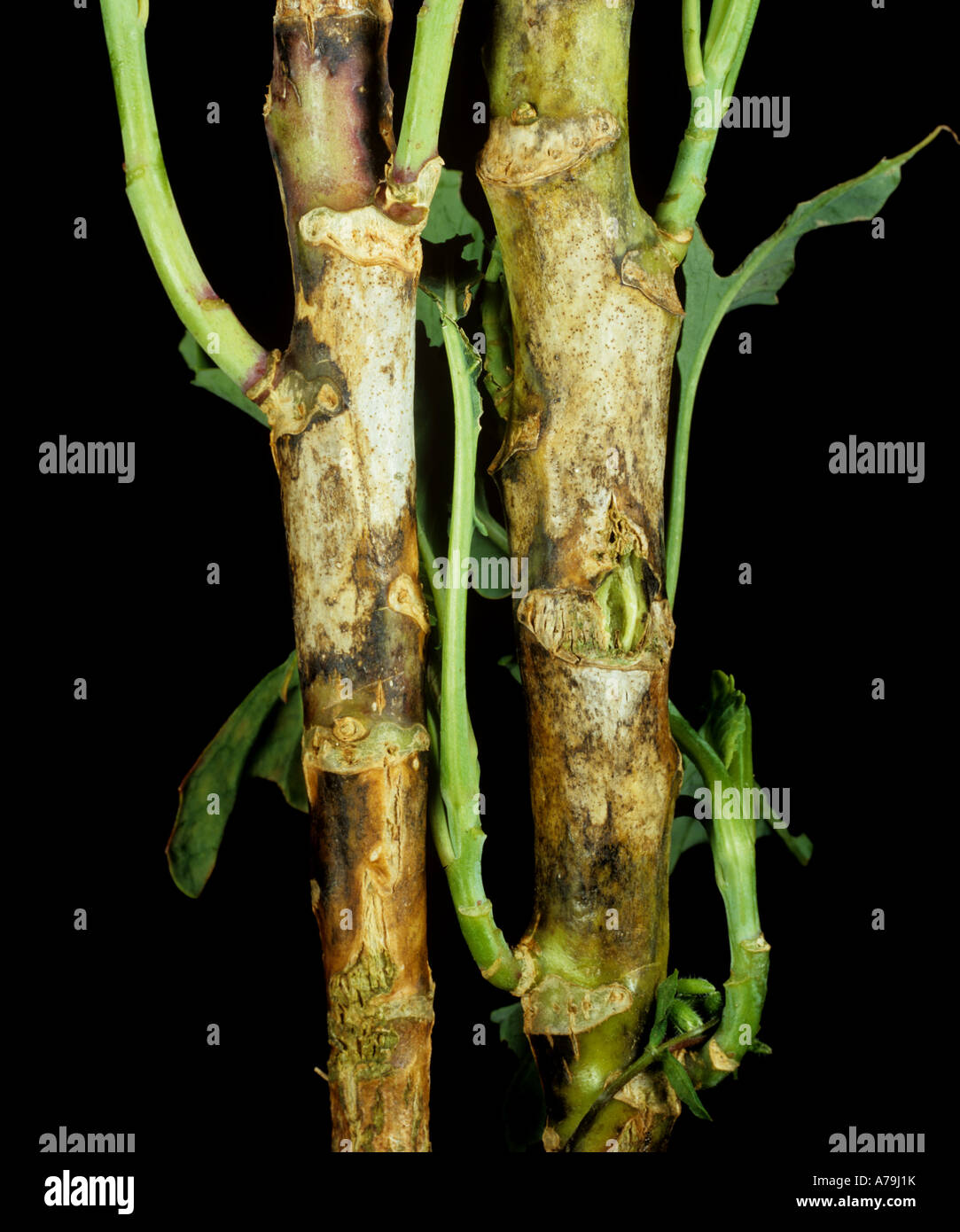 Stem Canker (Leptosphaeria maculans) lesions on oilseed rape stem base ...