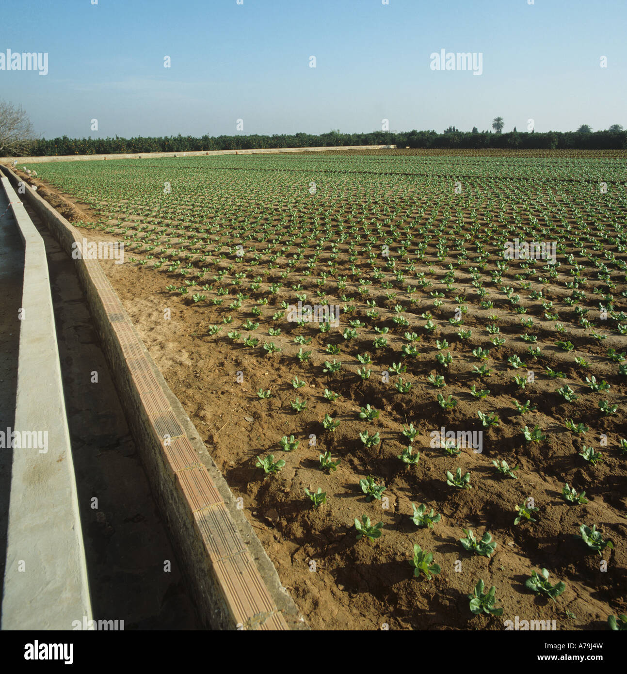 Young cabbage crop beside irrigation channel Valencia Spain Stock Photo ...