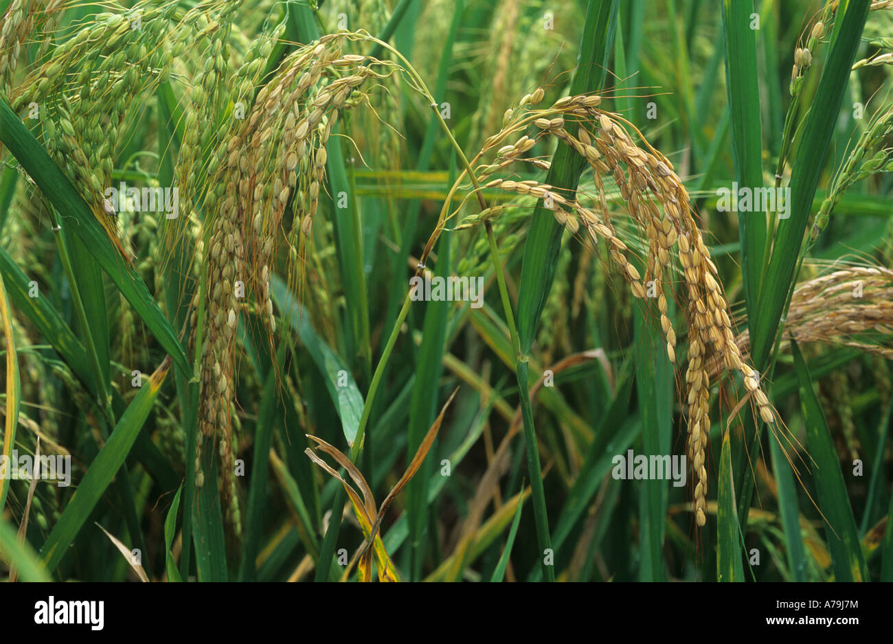 Neck blast Pyricularia grisea causing premature ear dessication on rice ...