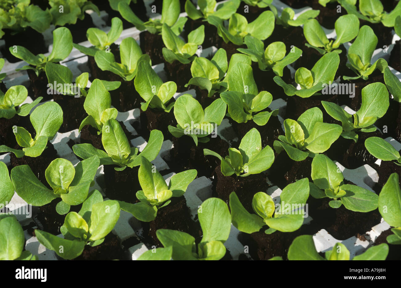Seedling lettuces grown in peat blocks for planting out in a hydroponic ...