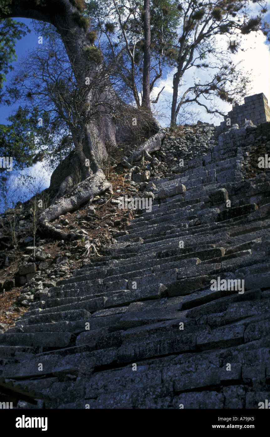Gigantic rainforest ceiba tree Ceiba pentandra growing through Mayan ...