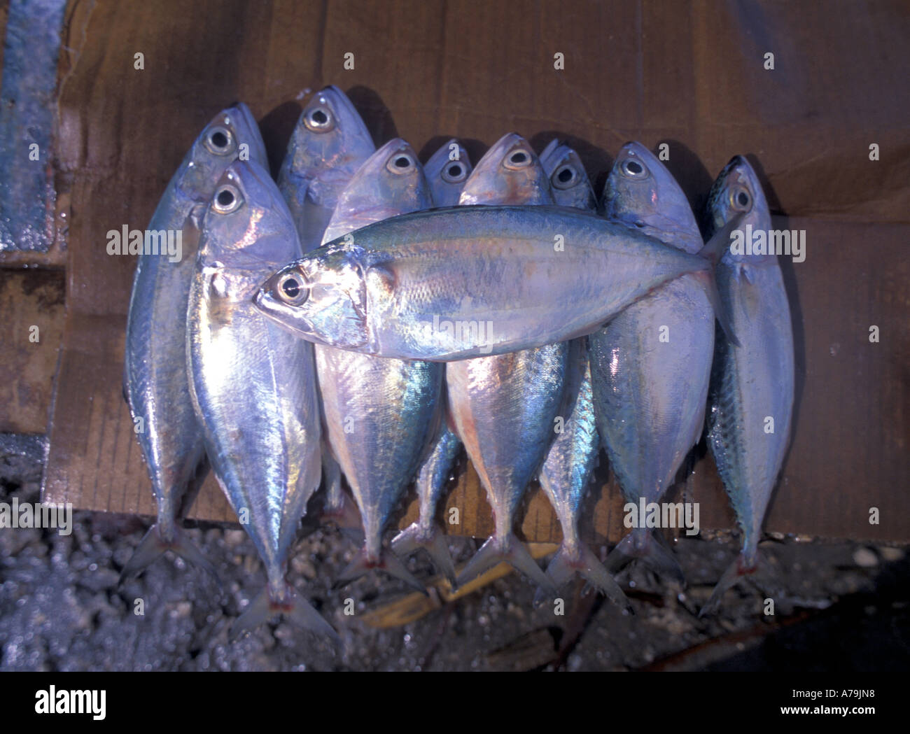 Silver edible seafood caught hi-res stock photography and images - Alamy