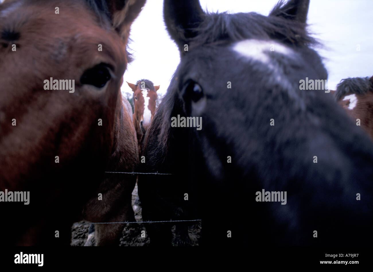 Horse behind other horses leaning over fence Stock Photo - Alamy