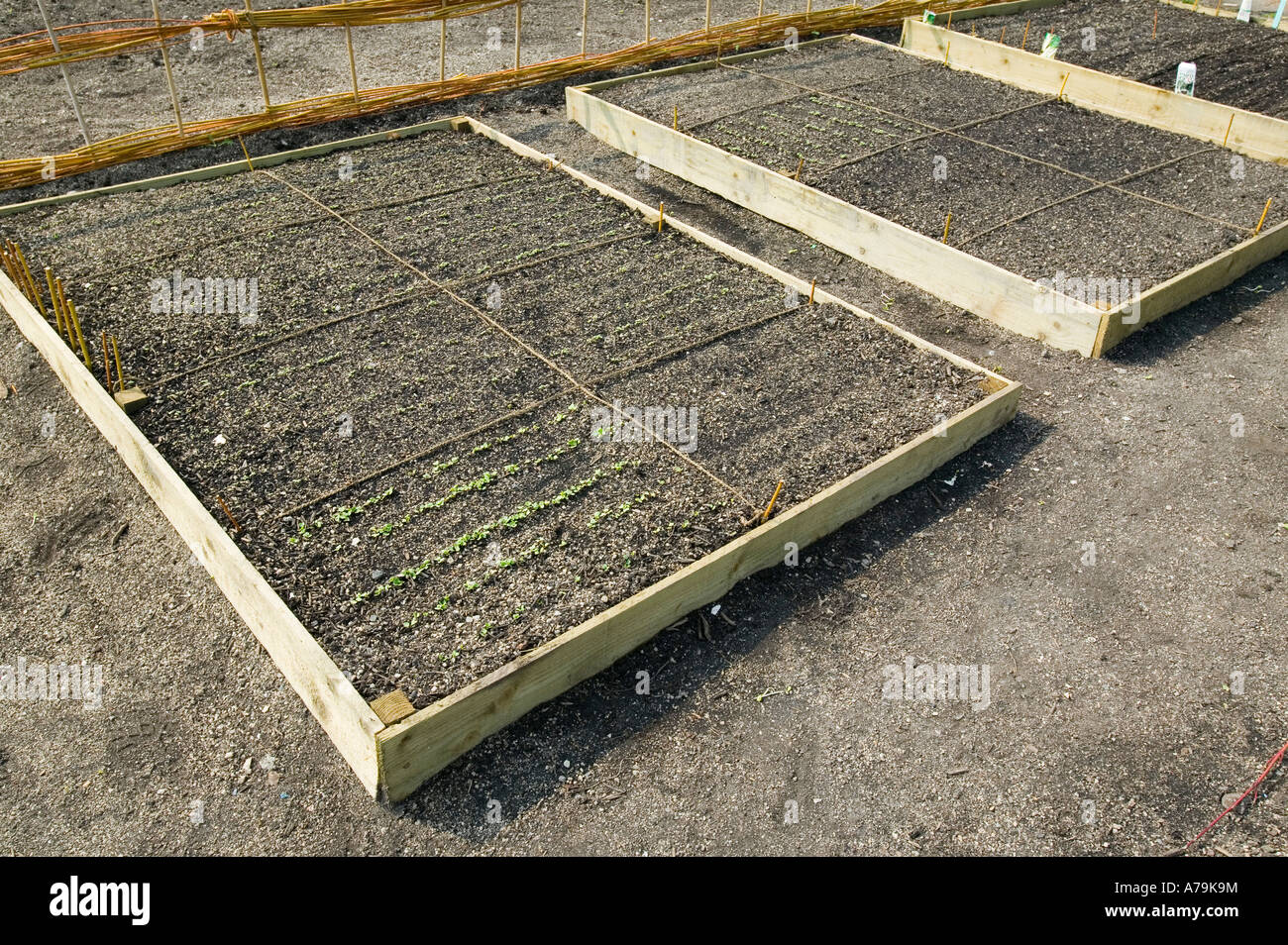Vegetable plots at the Eden Project, Cornwall, UK Stock Photo - Alamy
