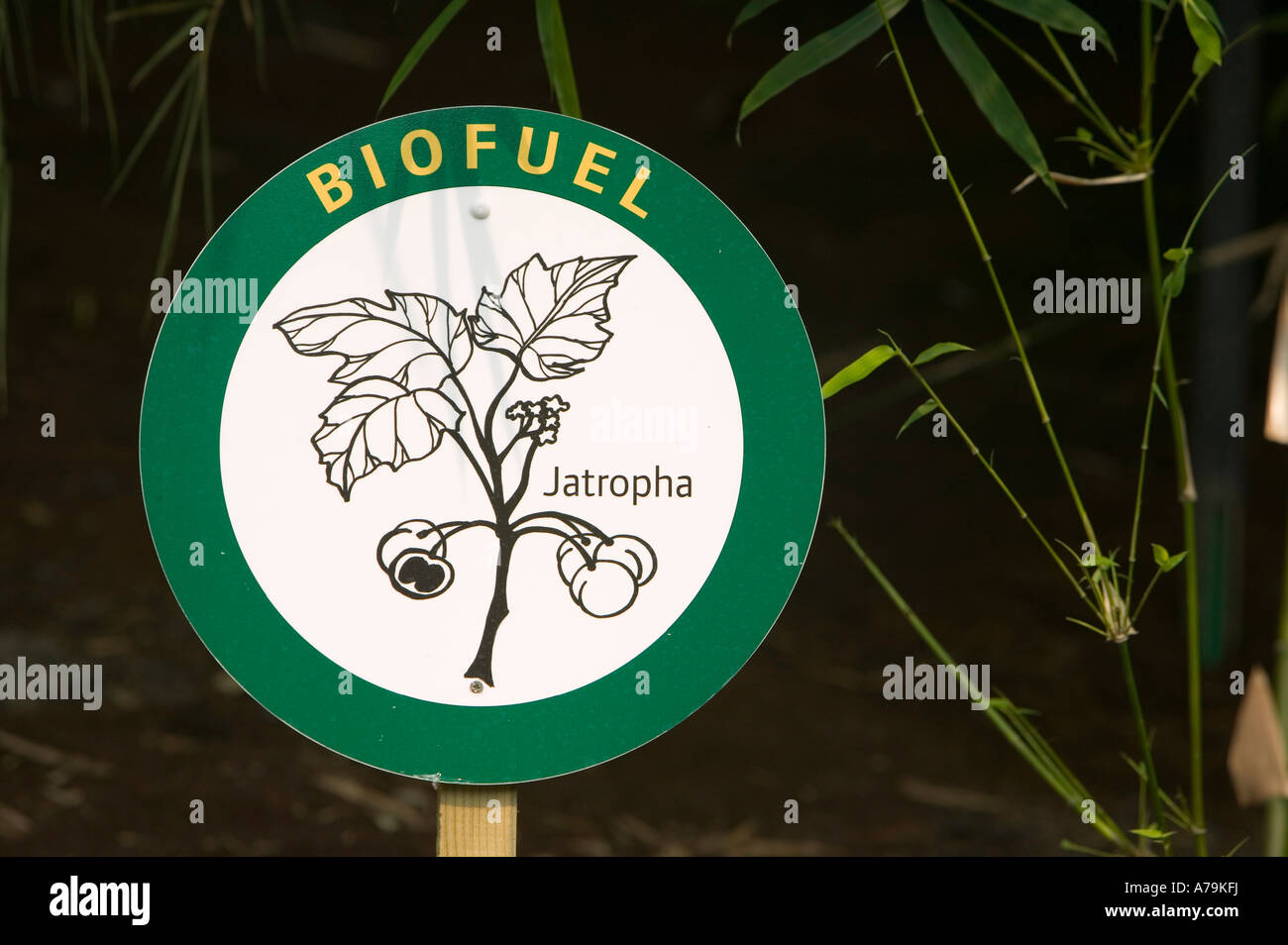Jatropha, a tropical plant used for making biofuel, The Eden Project ...