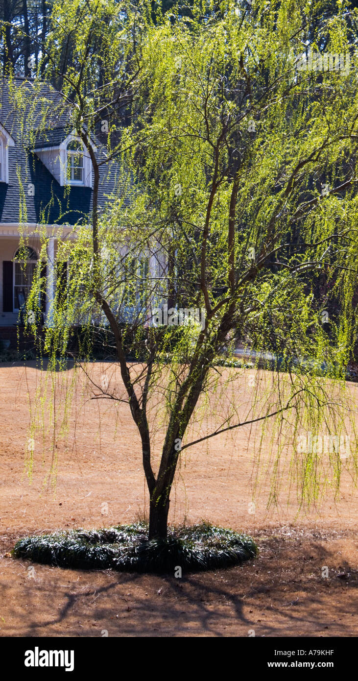 Willow Tree in Sunlight Stock Photo - Alamy
