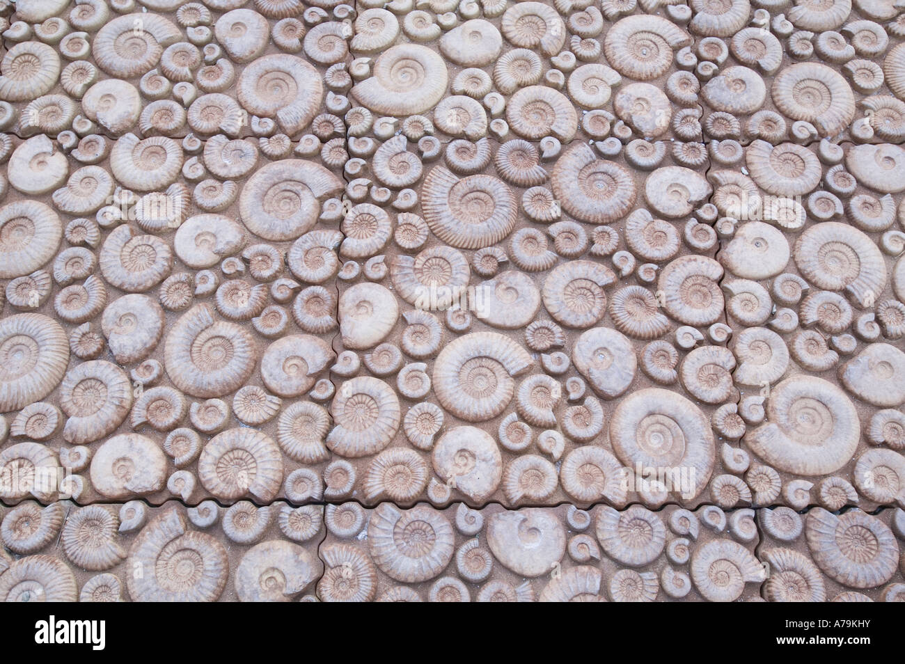 Mold fossil shell hi-res stock photography and images - Alamy