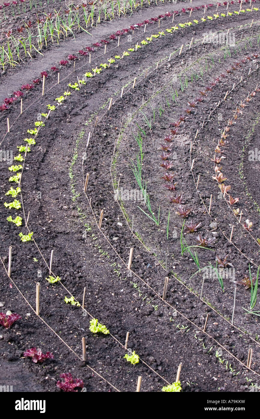 Eden project cornwall vegetables hi-res stock photography and images ...