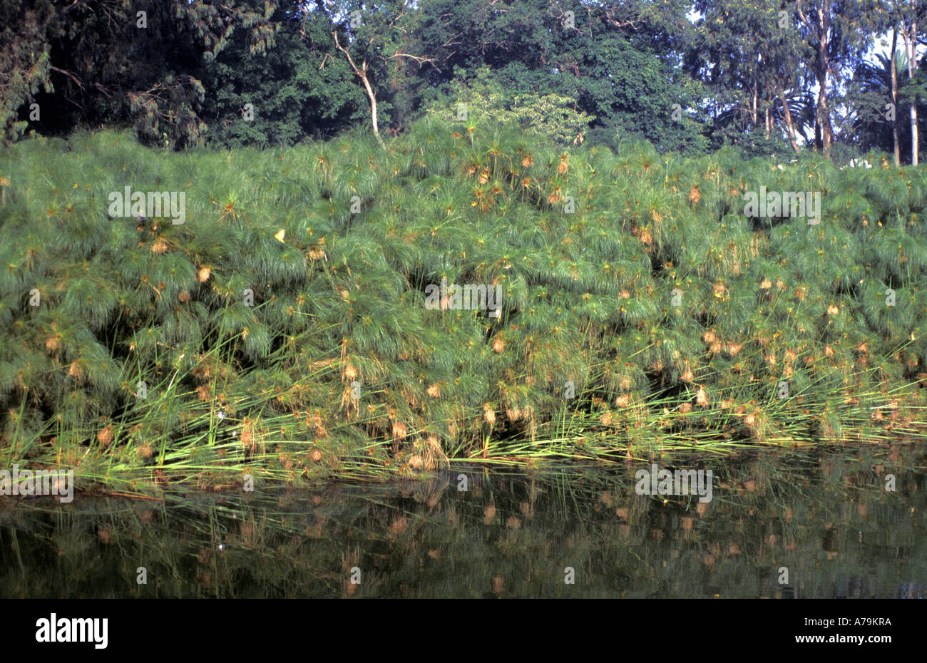 Lush Papyrus reeds on the shores of Lake Tana near the source of the ...
