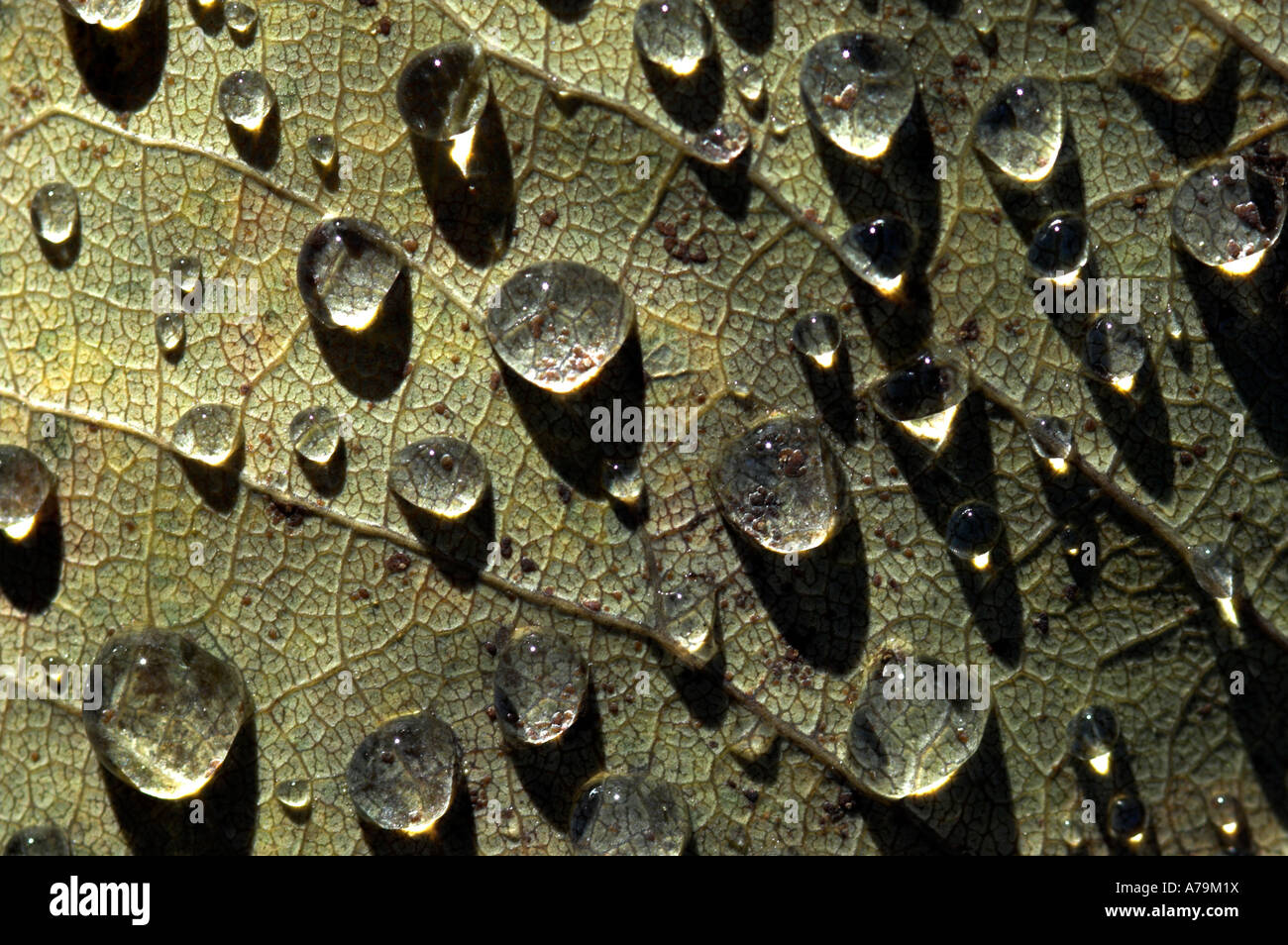 Water droplets on leaf Stock Photo - Alamy