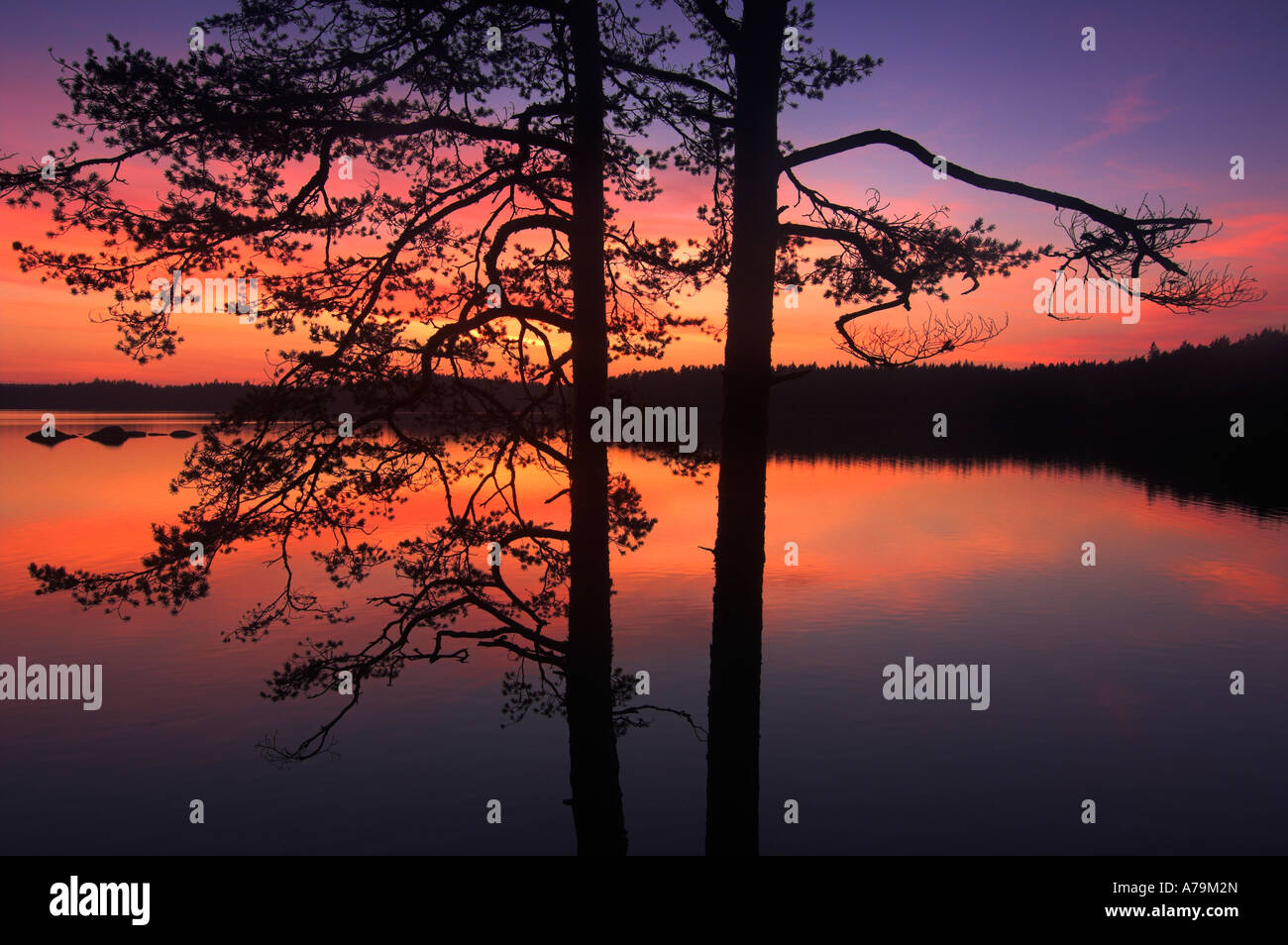 Pine trees at sunset. Tiveden Nationalpark, Sweden Stock Photo - Alamy