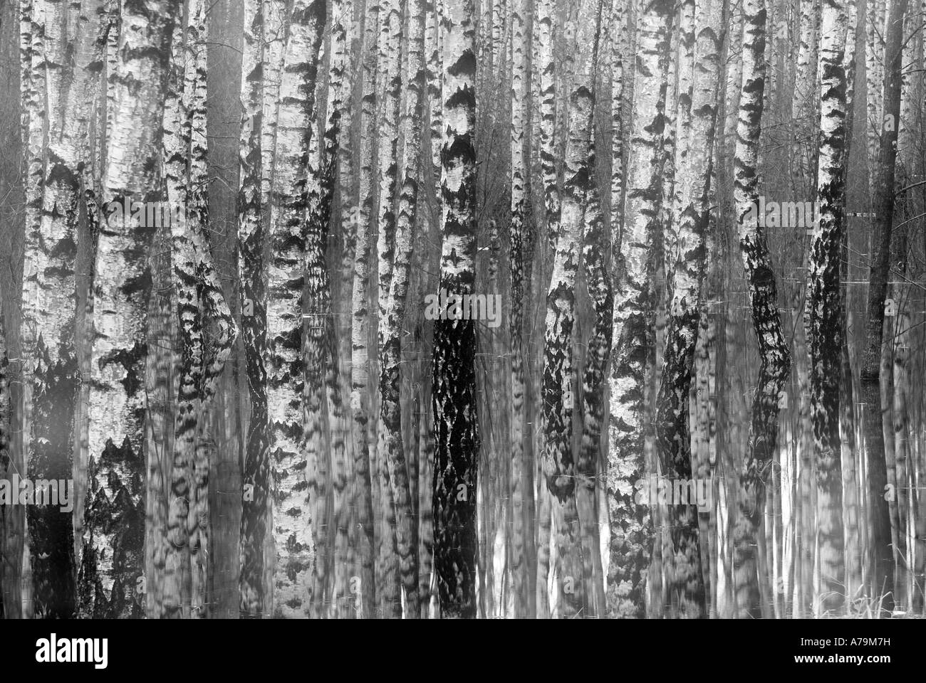 By birch Black and White Stock Photos & Images - Alamy