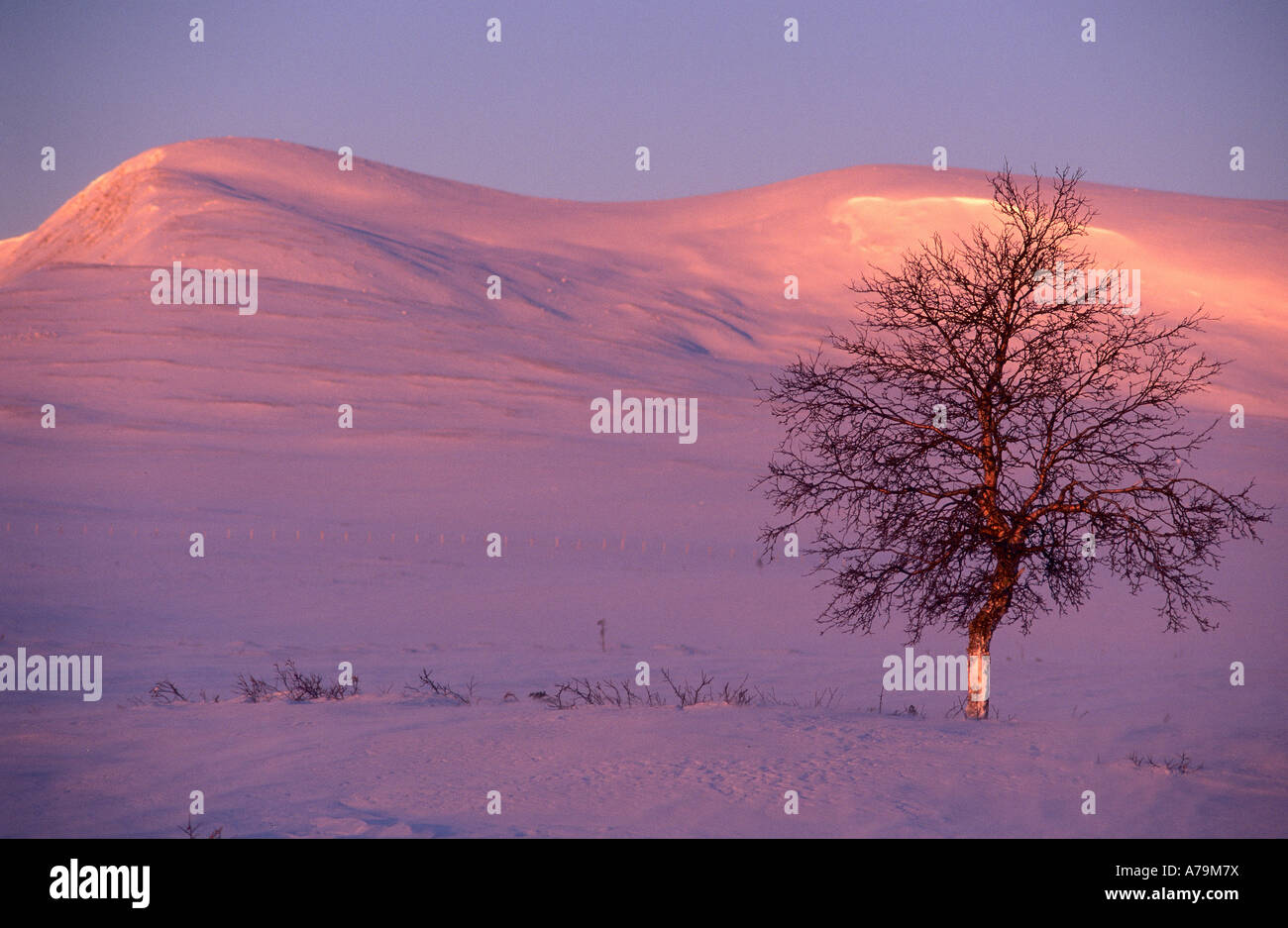 Birch tree in front of mountain. Salsfjellet, Hedmark fylke, Norway ...