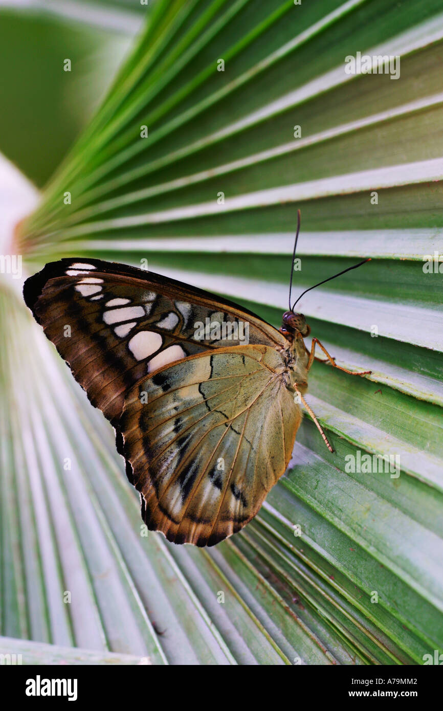 Clipper Butterfly on palm leaf Parthenos sylvia Stock Photo - Alamy