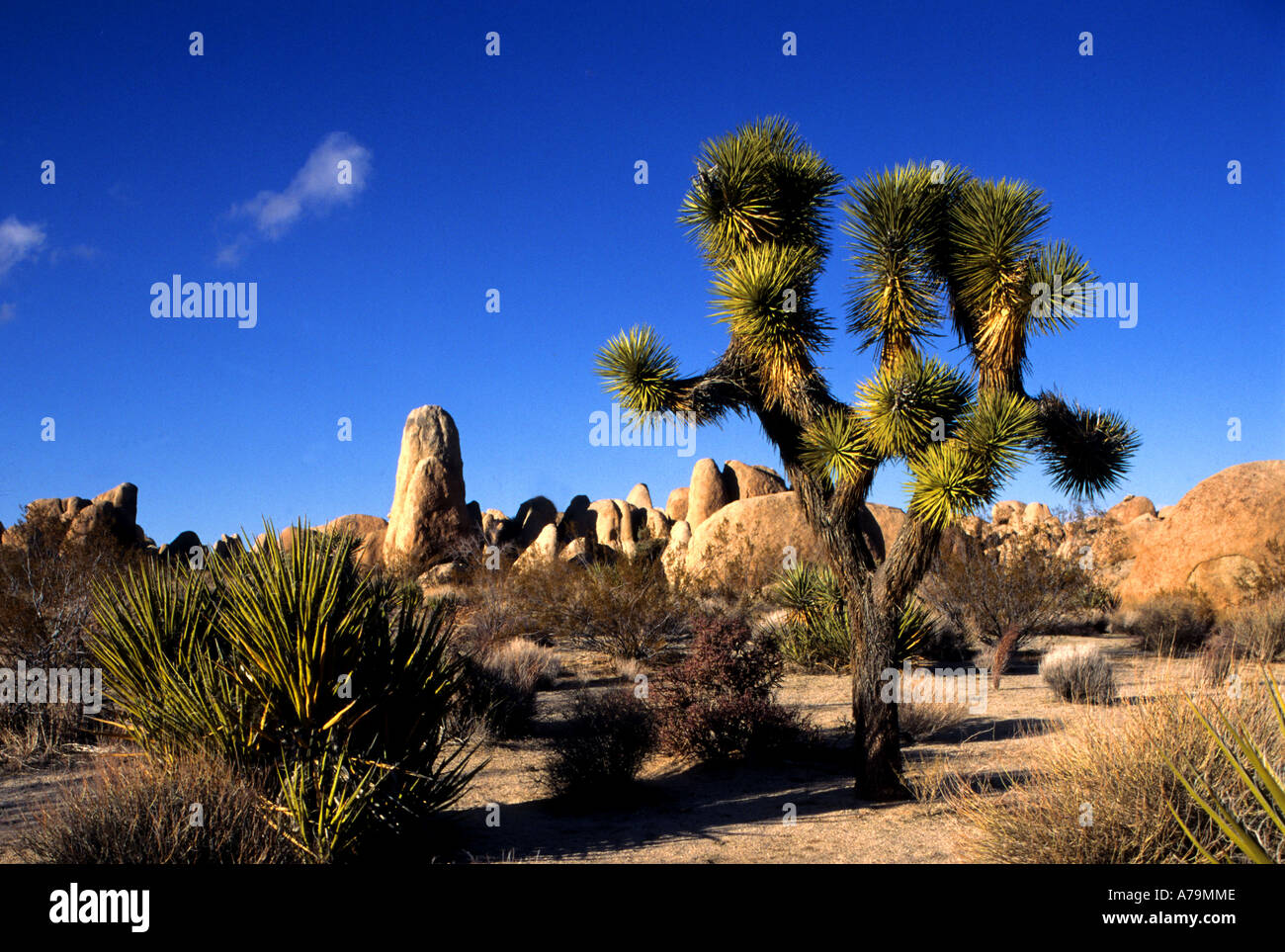 Yucca root system hi-res stock photography and images - Alamy