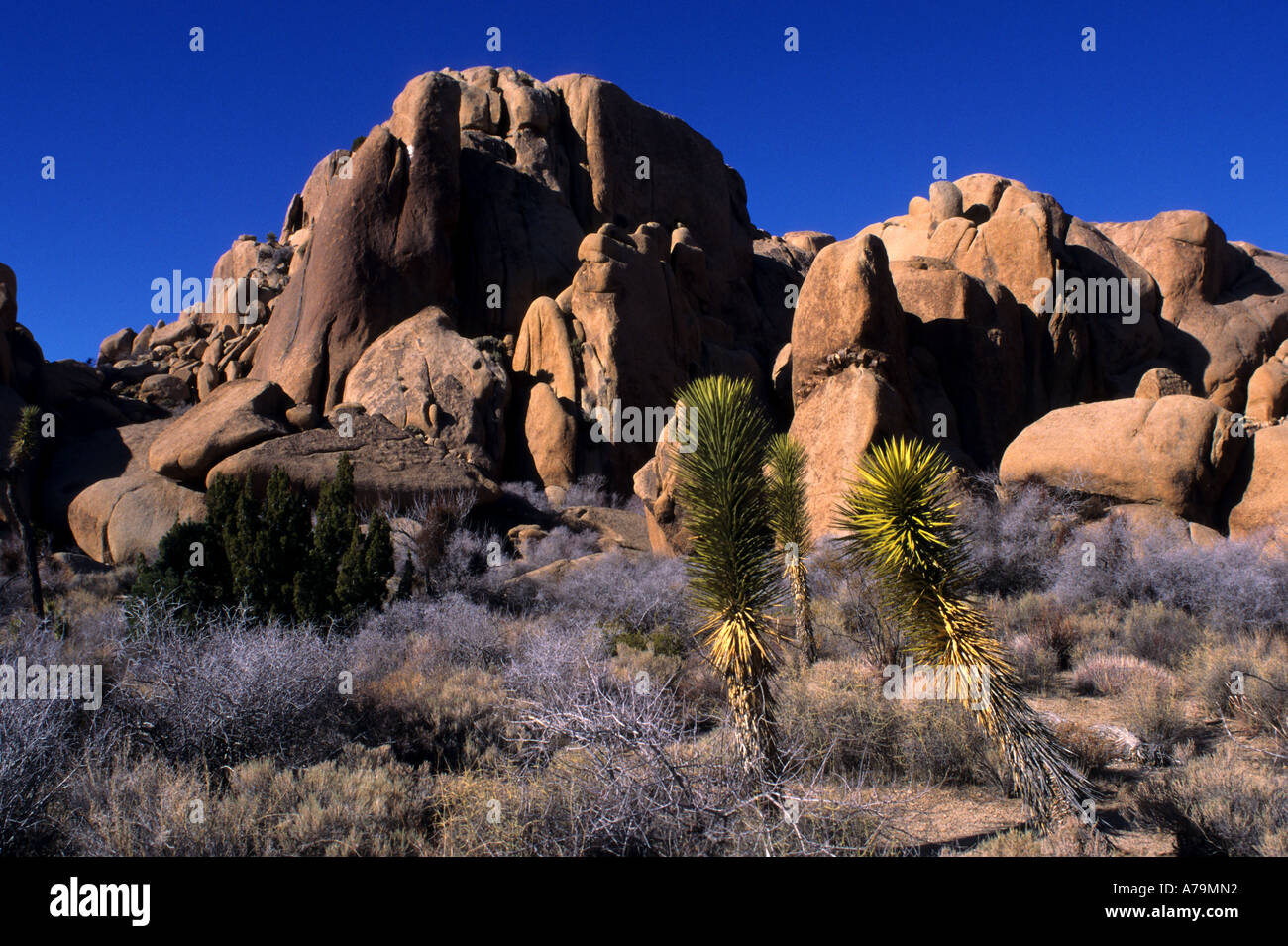 Joshua Tree National Park Yucca brevifolia is a monocotyledonous tree ...