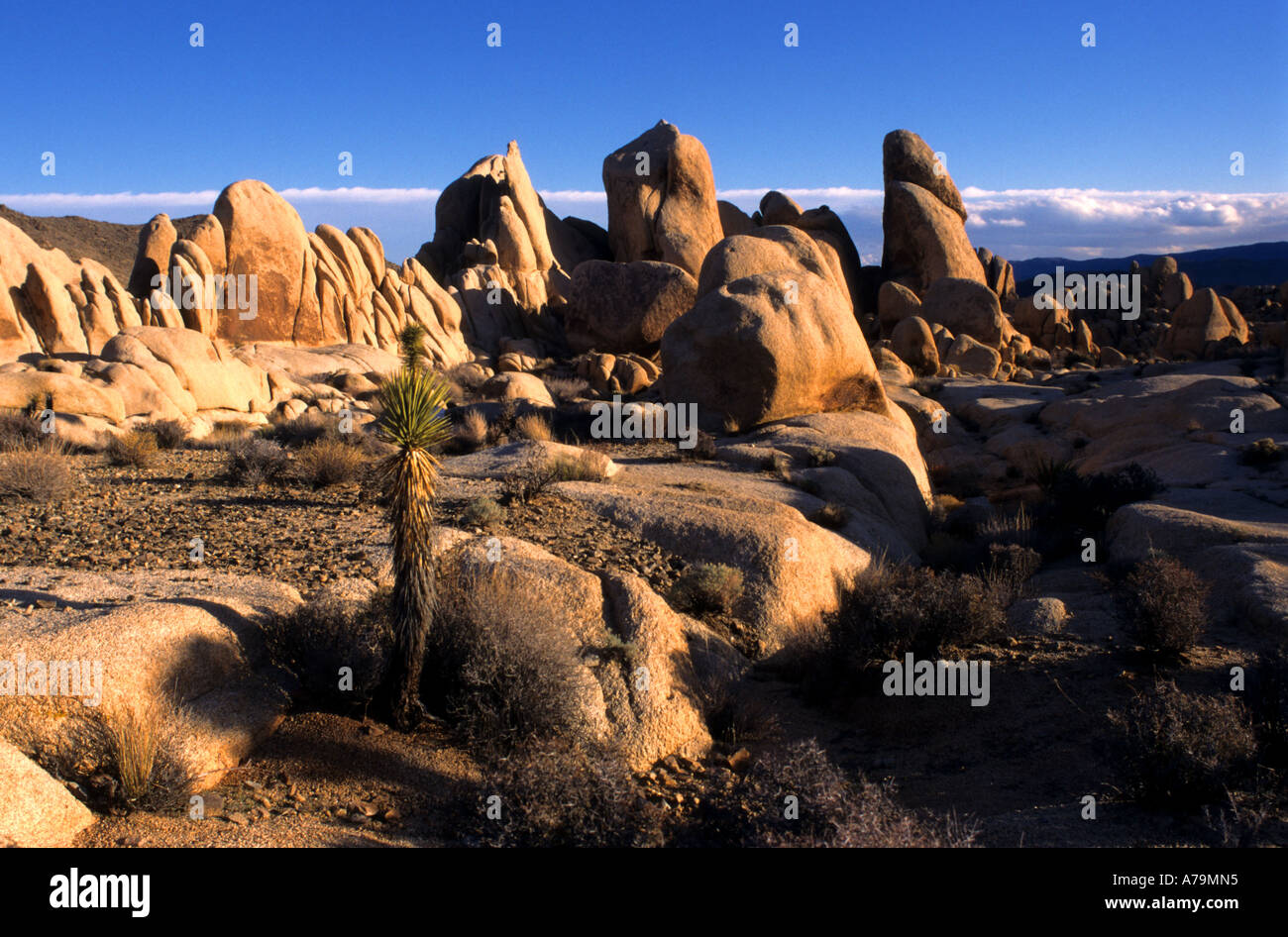 Joshua Tree National Park Yucca brevifolia is a monocotyledonous tree ...