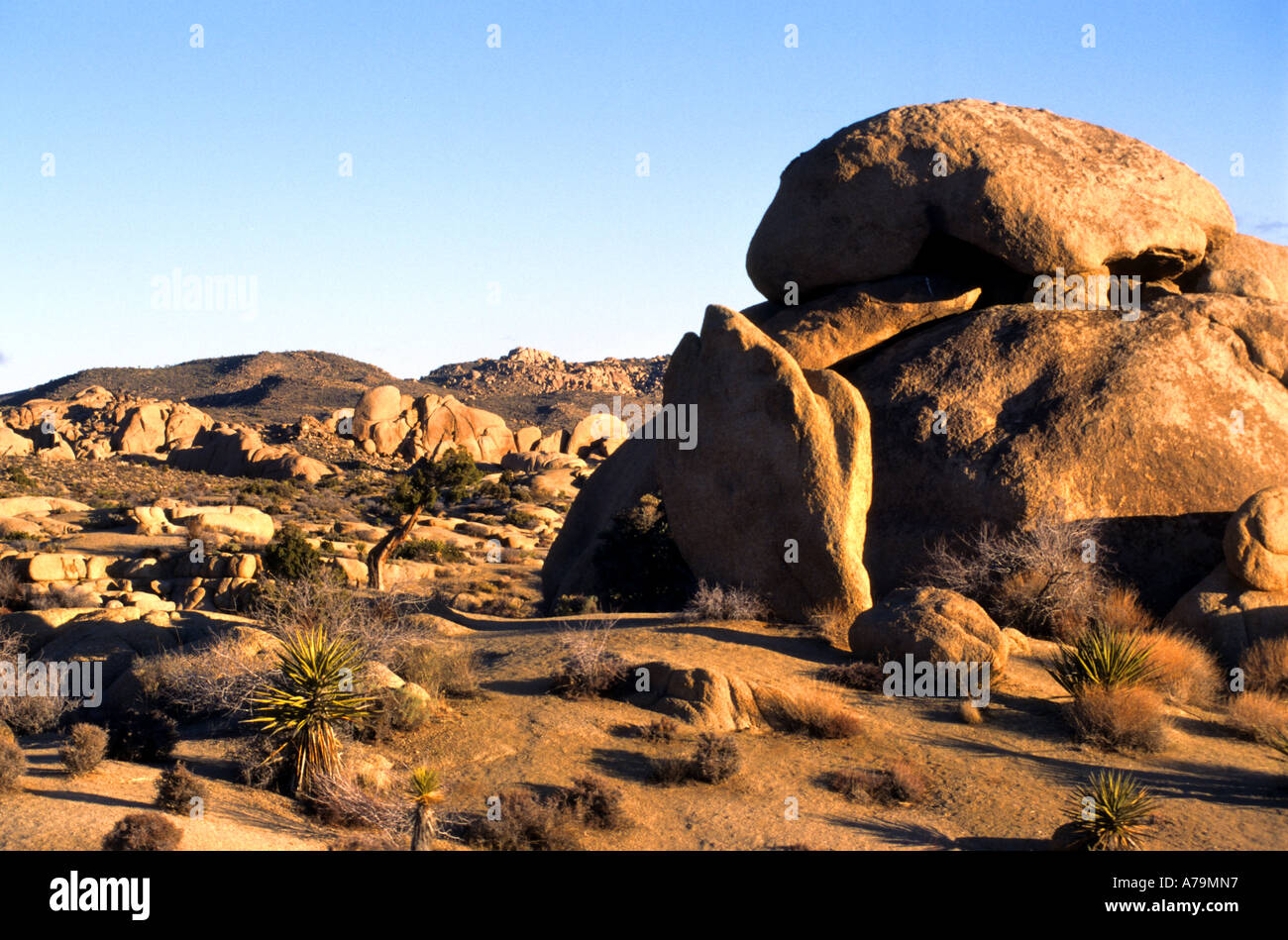 Joshua Tree National Park Yucca brevifolia is a monocotyledonous tree ...