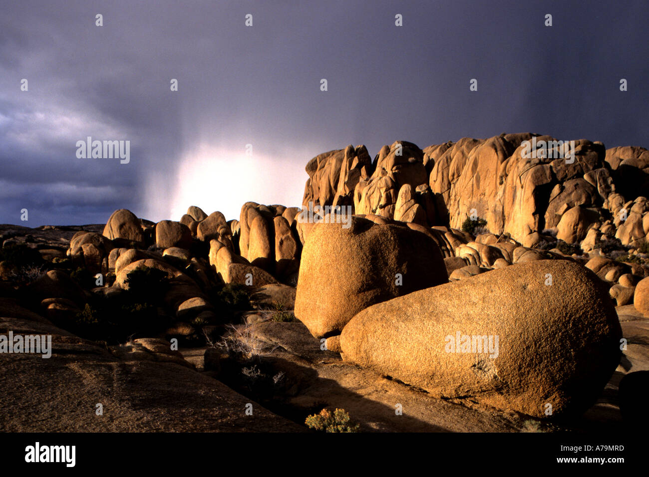 Joshua Tree National Park Yucca brevifolia is a monocotyledonous tree ...