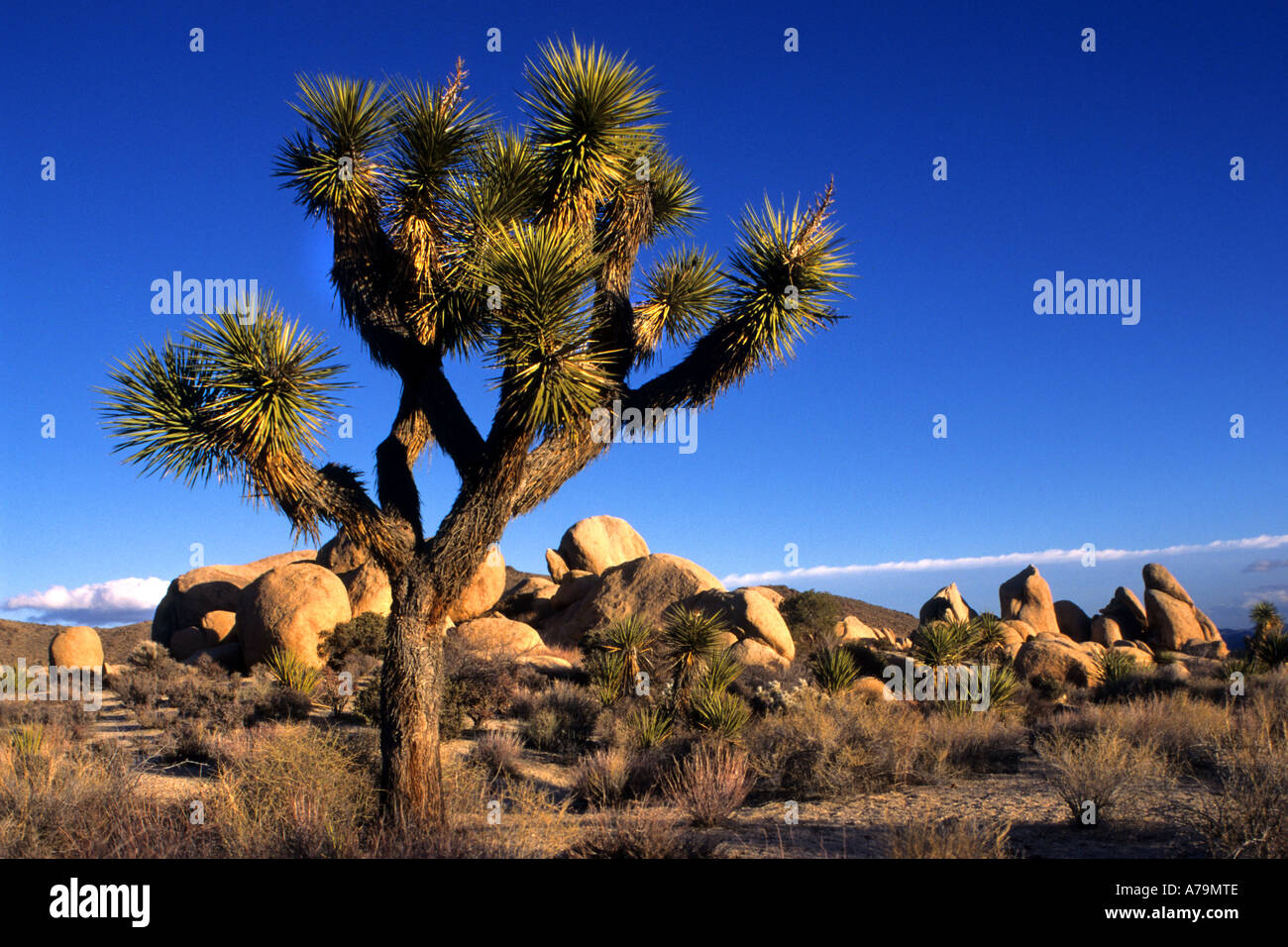 Joshua Tree National Park Yucca brevifolia is a monocotyledonous tree ...