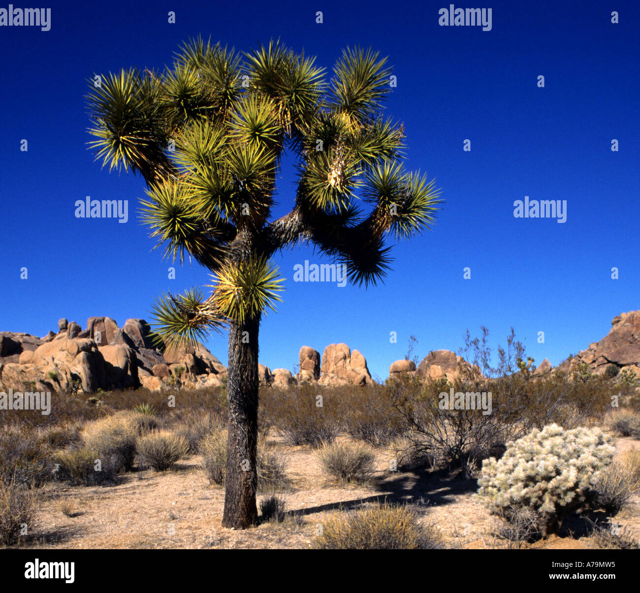 Yucca root system hi-res stock photography and images - Alamy