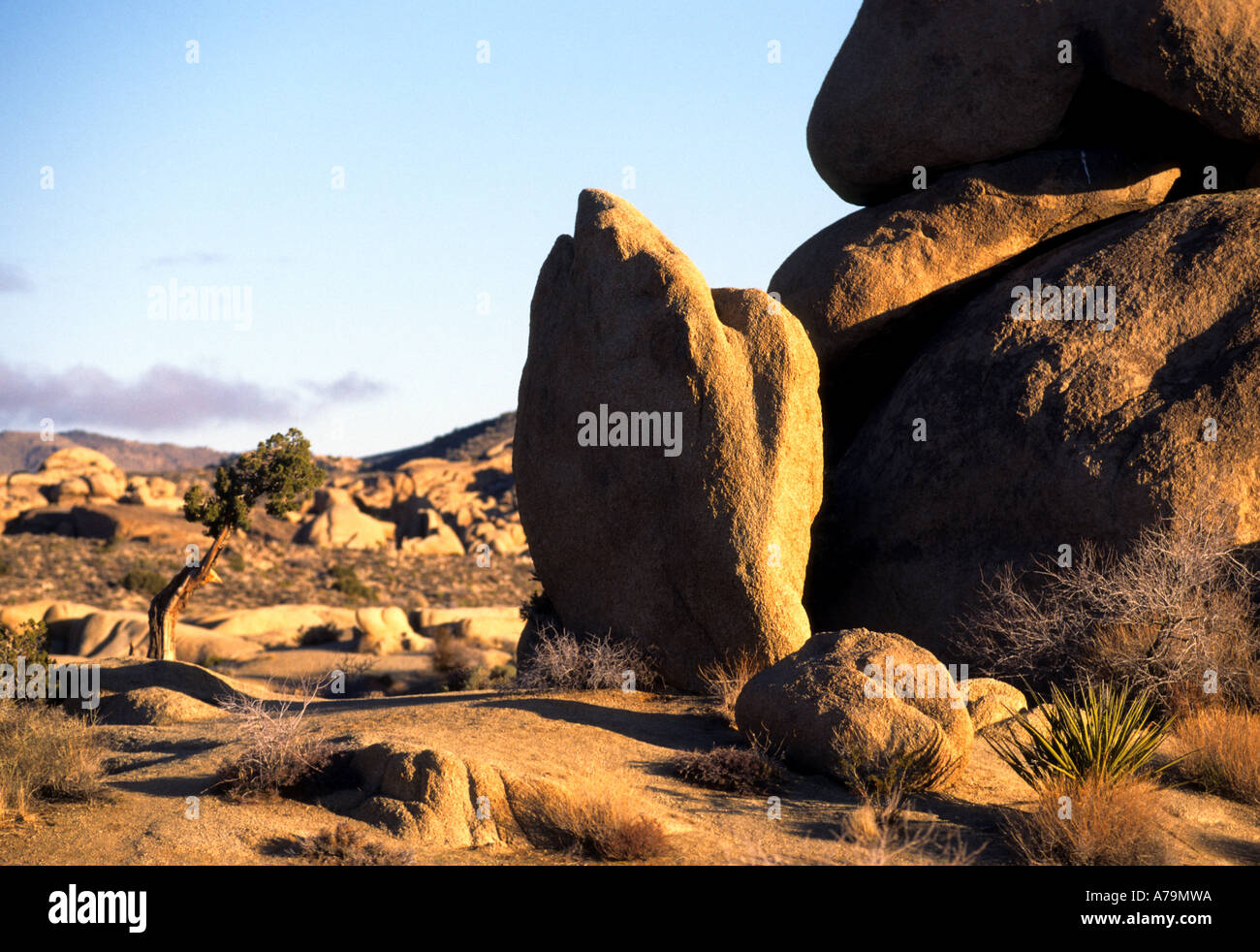 Joshua Tree National Park Yucca brevifolia is a monocotyledonous tree ...