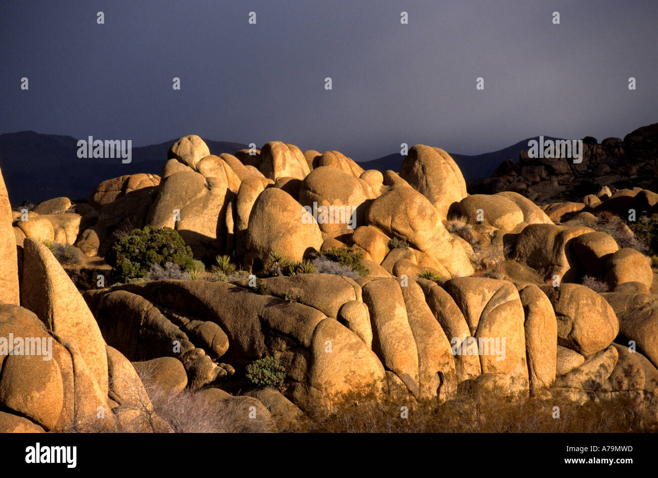 Joshua Tree National Park Yucca brevifolia is a monocotyledonous tree ...