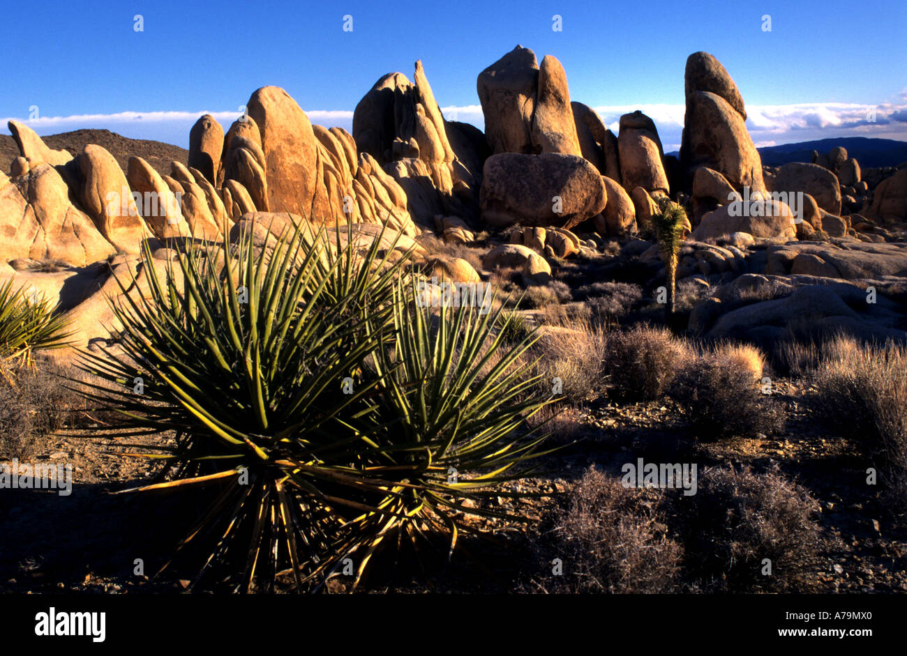 Joshua Tree National Park Yucca brevifolia is a monocotyledonous tree ...