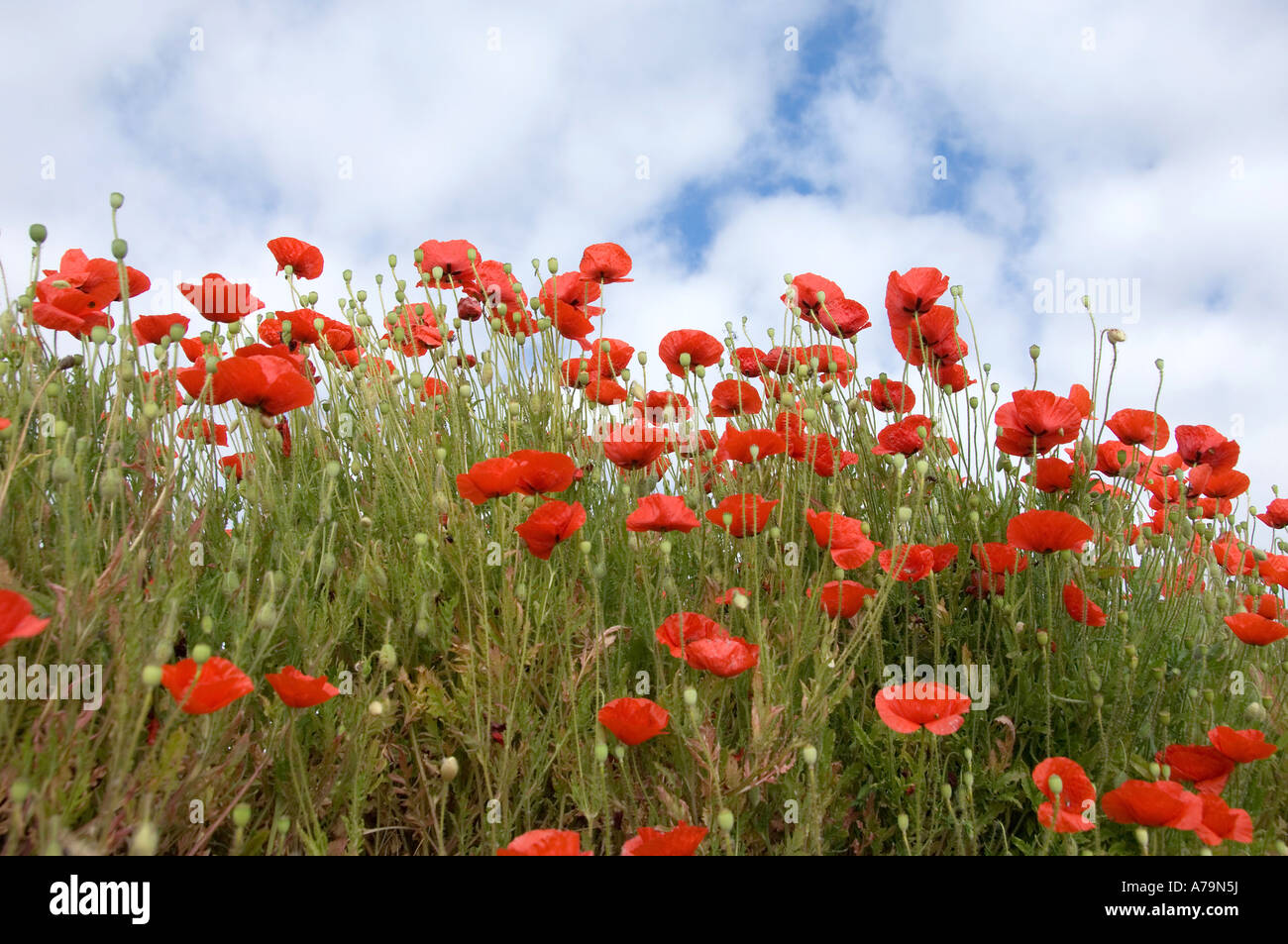red poppy field Stock Photo - Alamy