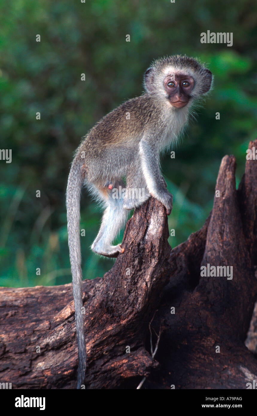 Vervet monkey Cercopithecus pygerythrus youngster climbing on a log ...