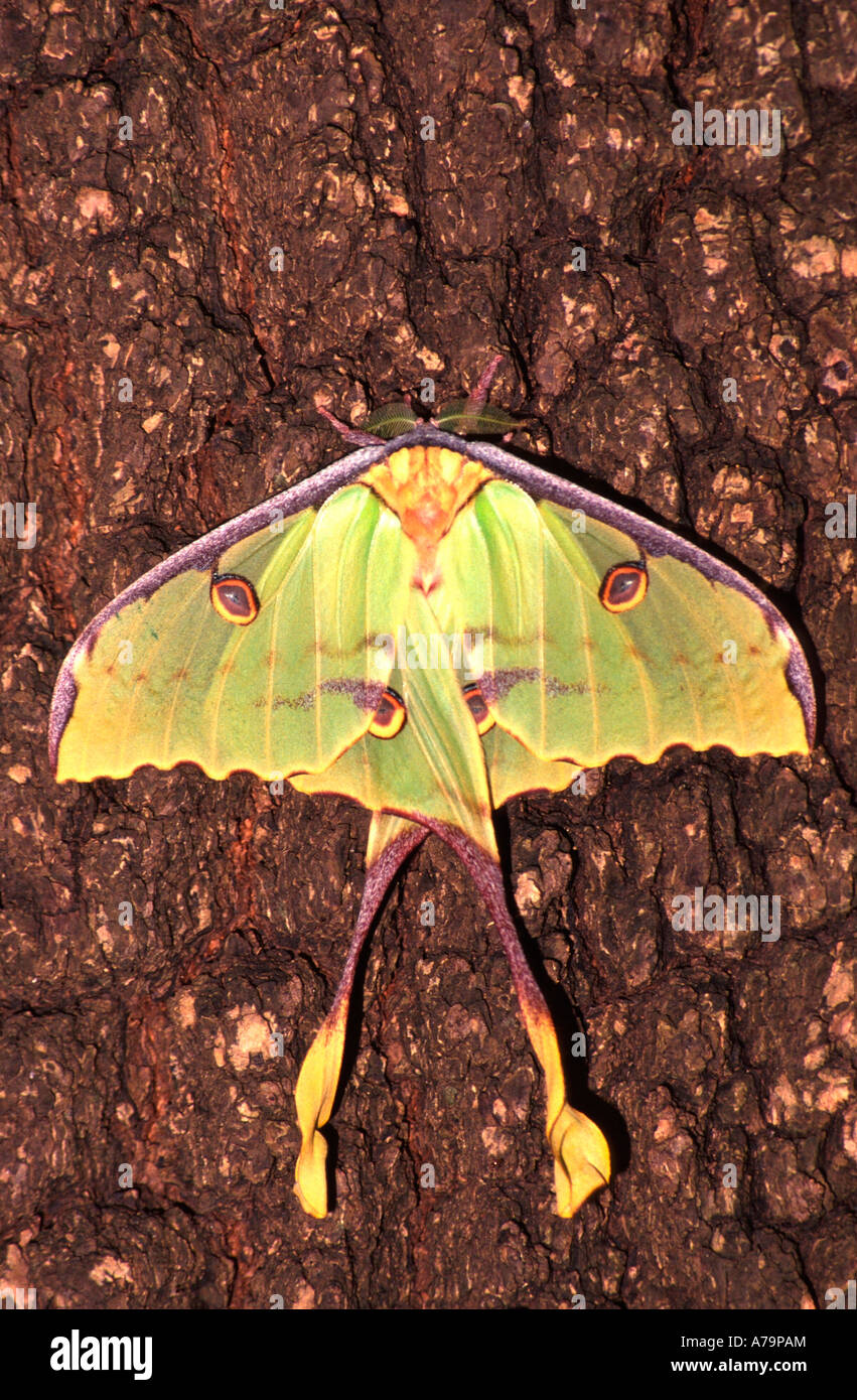Tree bark moth hi-res stock photography and images - Alamy