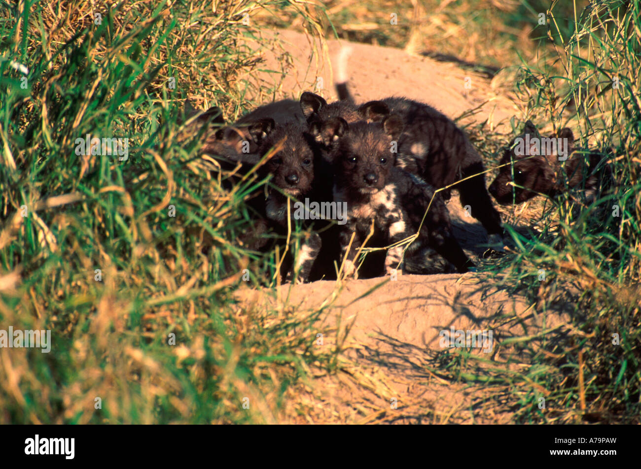 Wild dog Lycaon pictus pups at their den South Africa Kruger National ...