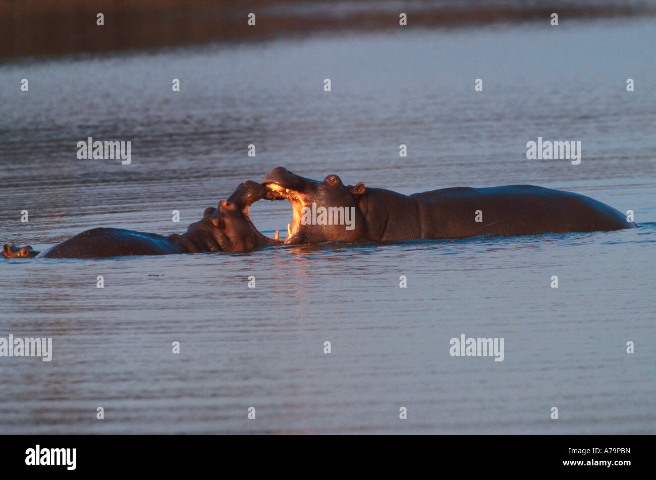 Hippo Hippopotamus Amphibius And Calf Measure Up The Size Of Their