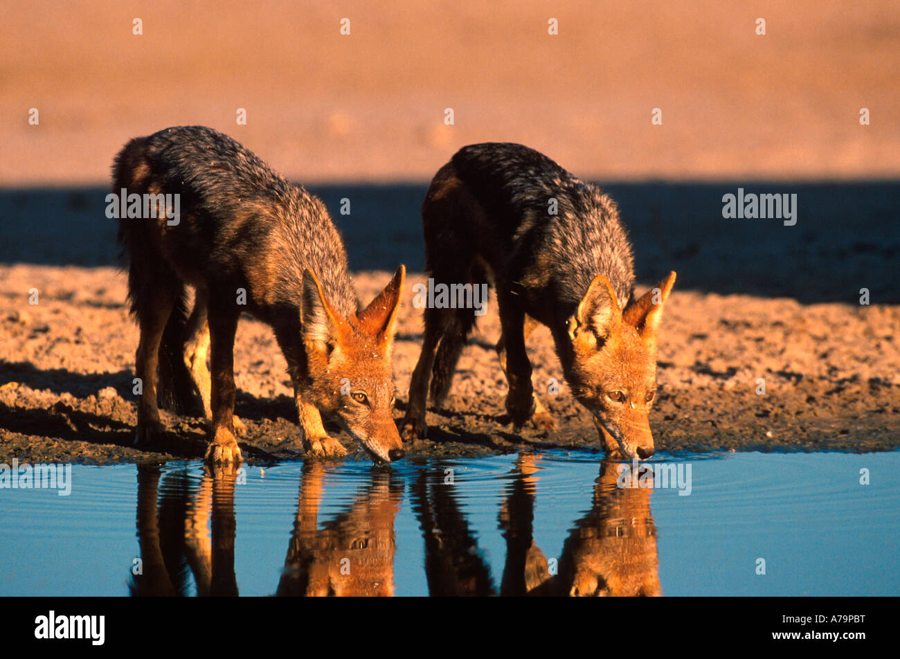 Jackals canis sp hi-res stock photography and images - Alamy