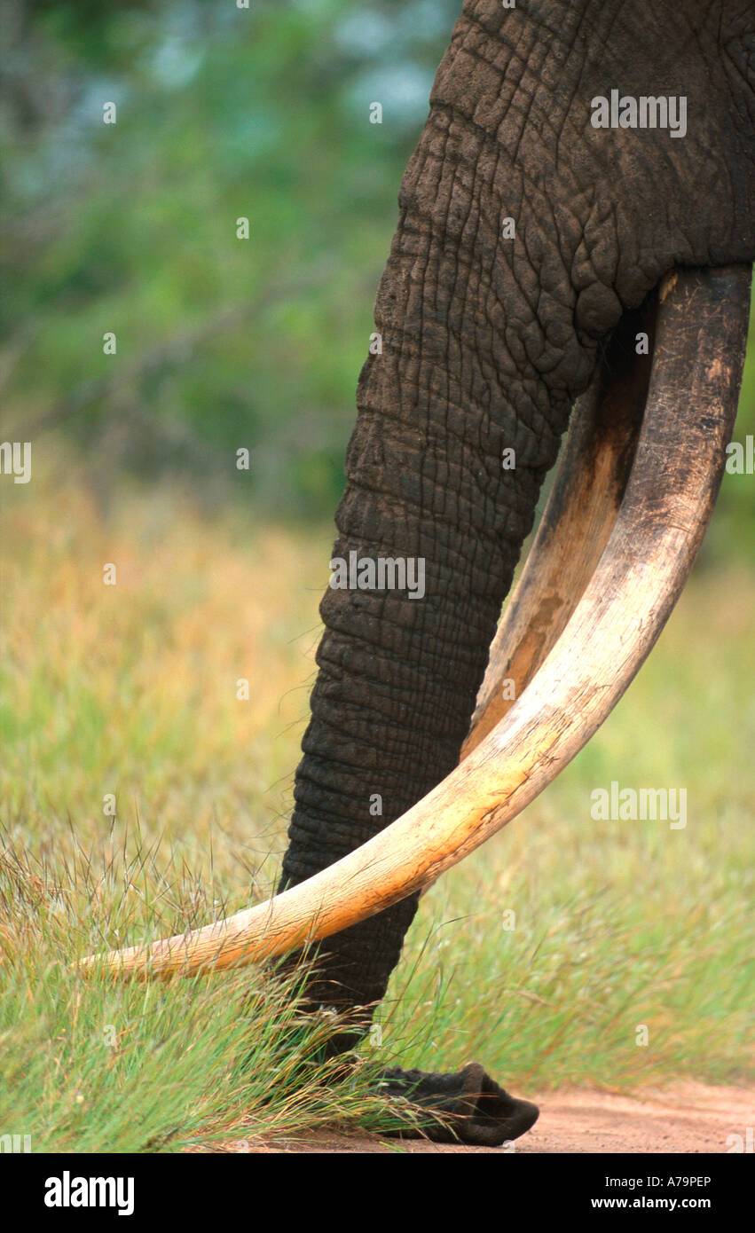 Elephant Duke boasting an impressive set of tusks Kruger National Park ...