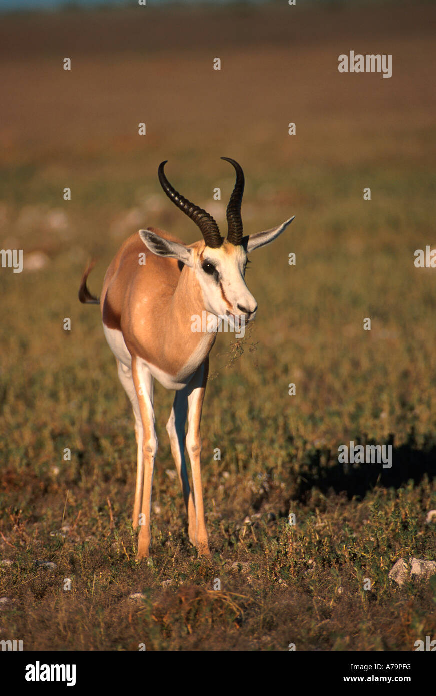 Springbok emblem hi-res stock photography and images - Alamy
