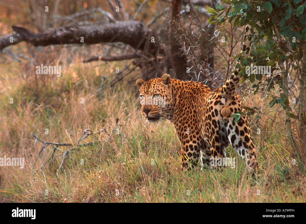 Male leopard looking back while scent marking its territory South ...