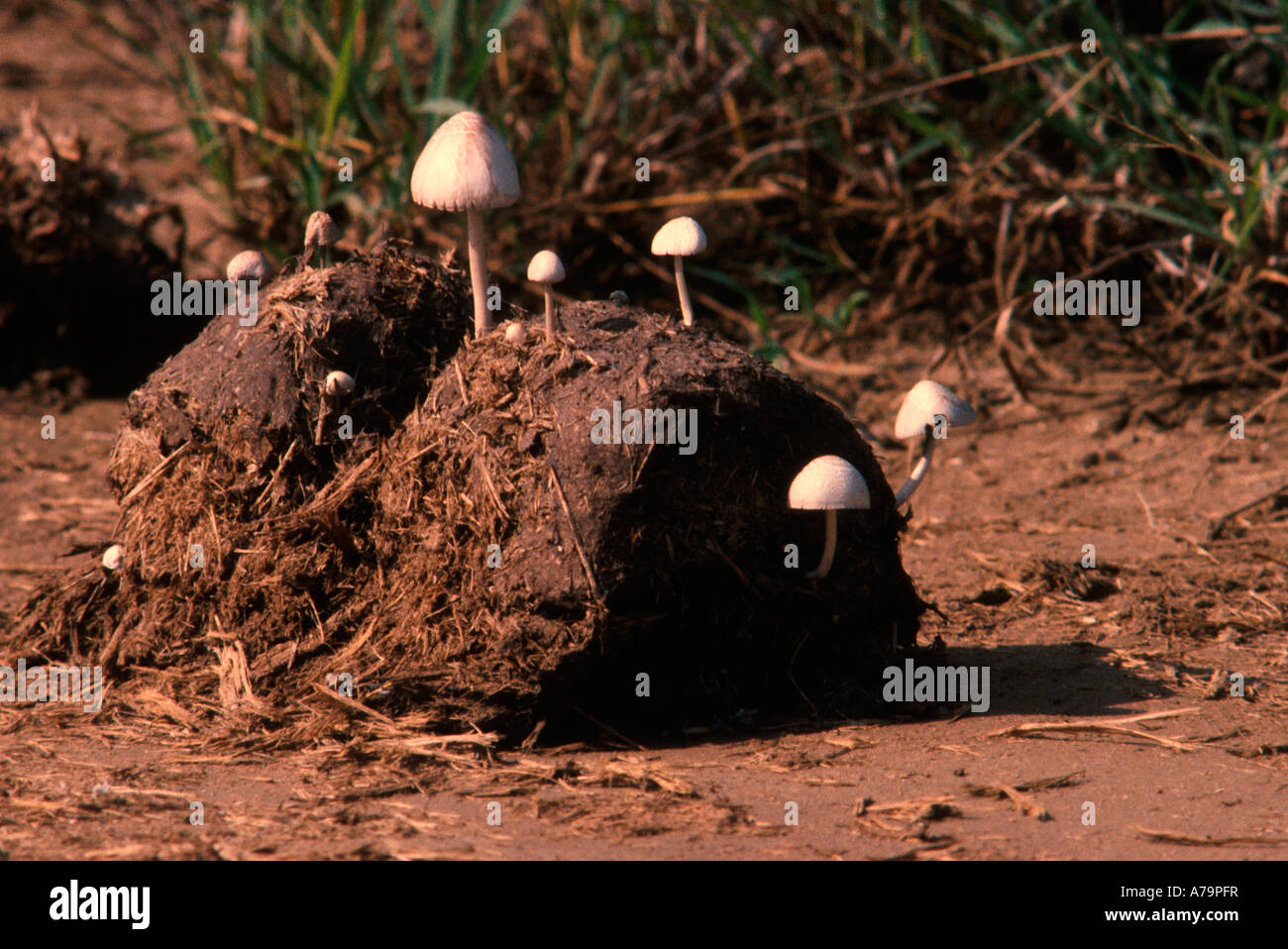 Elephant Dung Mushrooms Many White Mushrooms Grow From Asian Elephant
