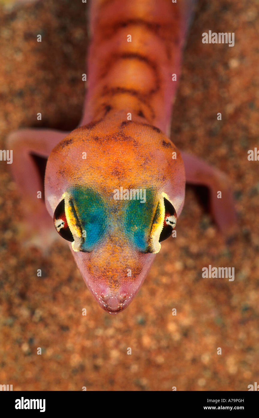 Palmato gecko portrait taken from above Namib Desert Namibia Stock ...